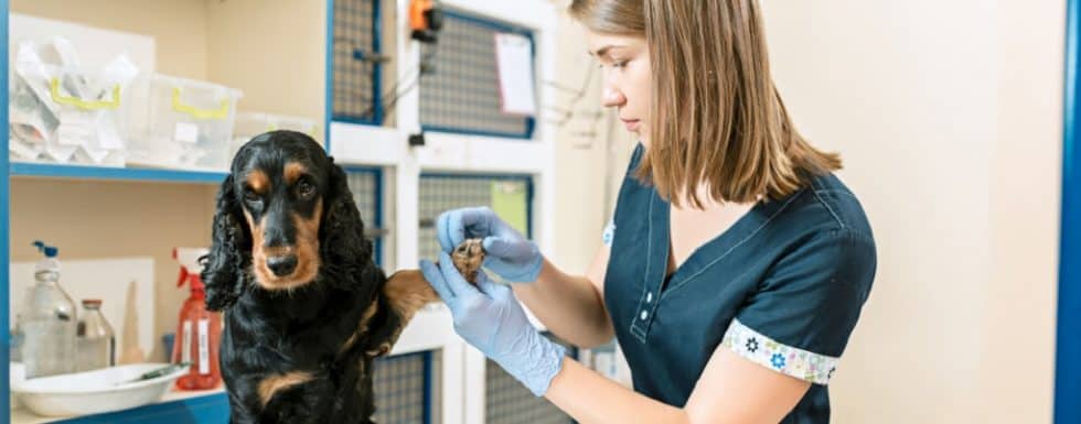 Comment devenir auxiliaire vétérinaire